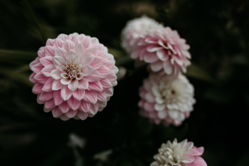 Portfolio Mariage - Marine Gaillard Photographie
